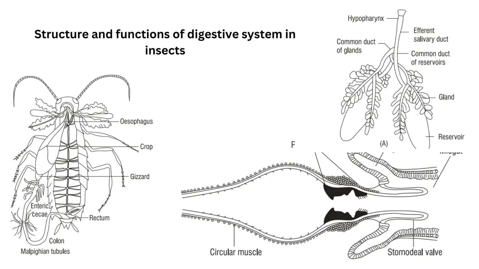 Classification of Insects - Basis of insect classification and ...