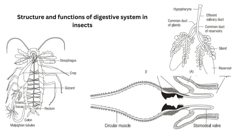 Insect Circulatory System - Structure, Function,and Evolution - Biology ...