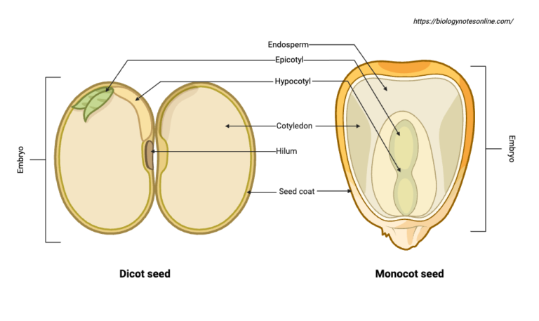 Seed - Structure, Types, Development, Germination, Dispersal - Biology ...
