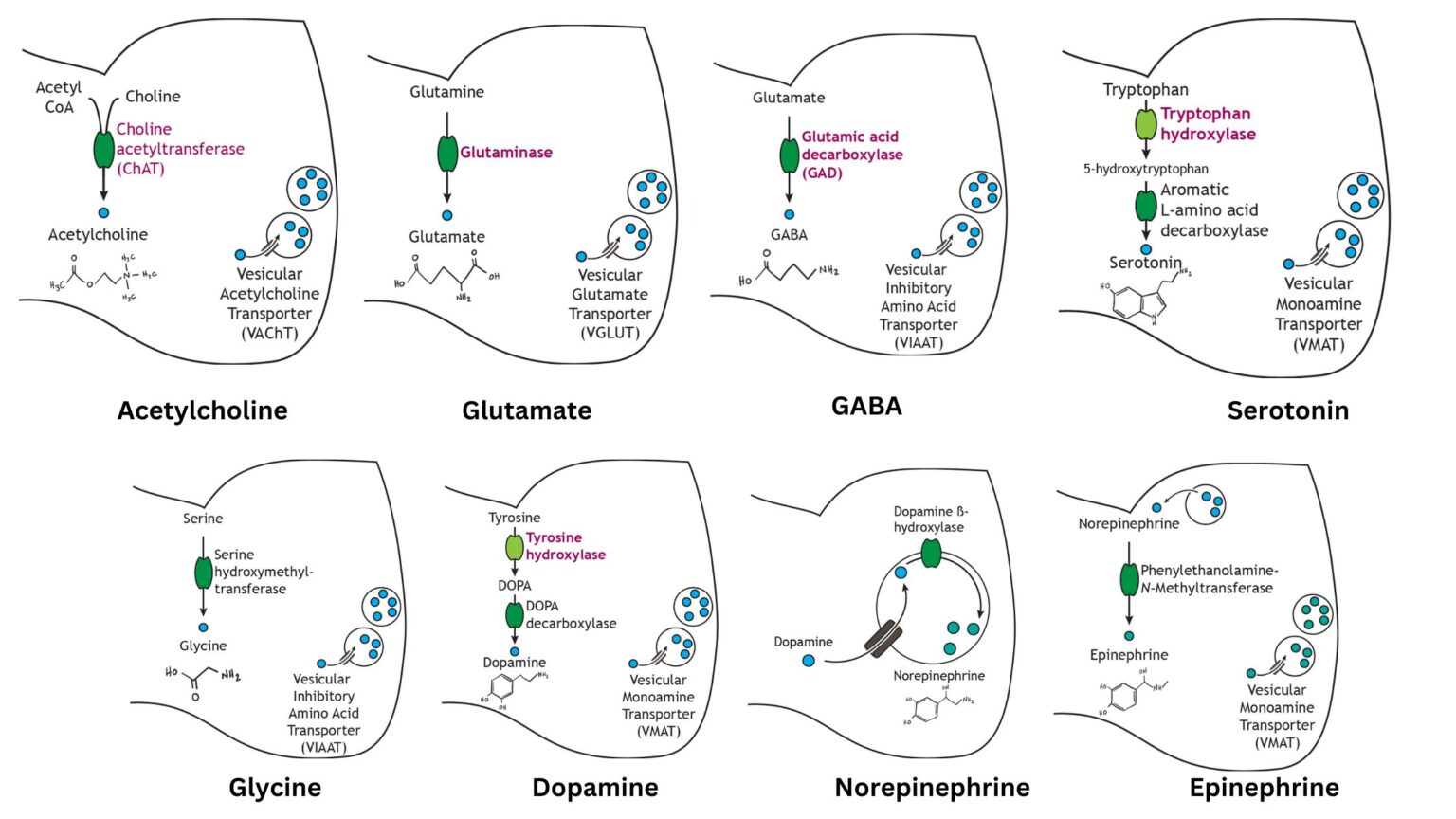 Neurotransmitters - Definition, Types, Mechanism, Functions - Biology ...