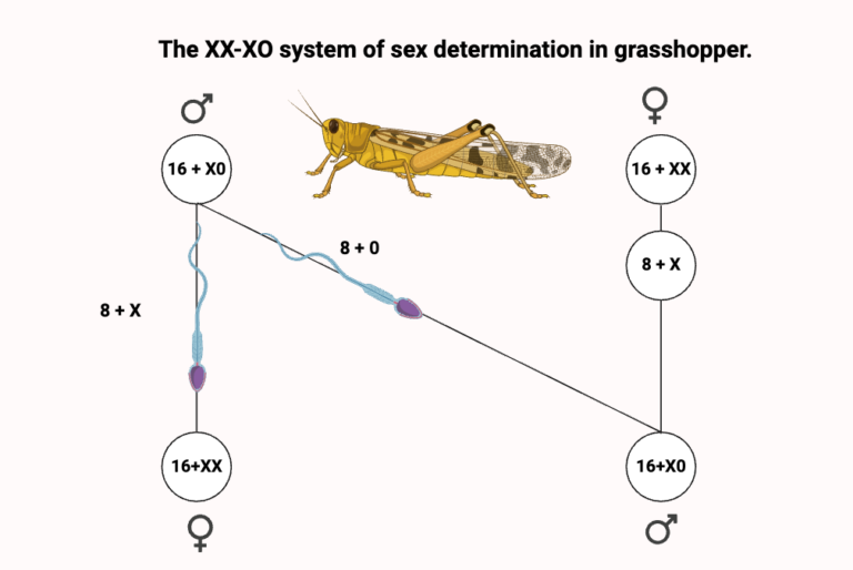 Sex Determination - Definition, Methods, Significance - Biology Notes ...