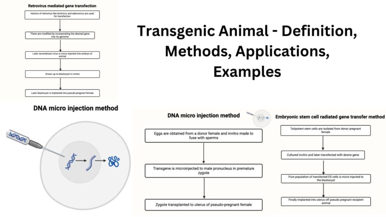 Crossing Over - Definition, Types, Mechanism, Significance, Example ...