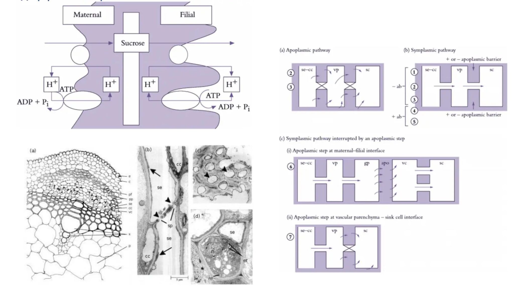 Plant - Water Relations - Biology Notes Online