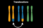 Chromosomal Mutation - Definition, Causes, Mechanism, Advantages ...