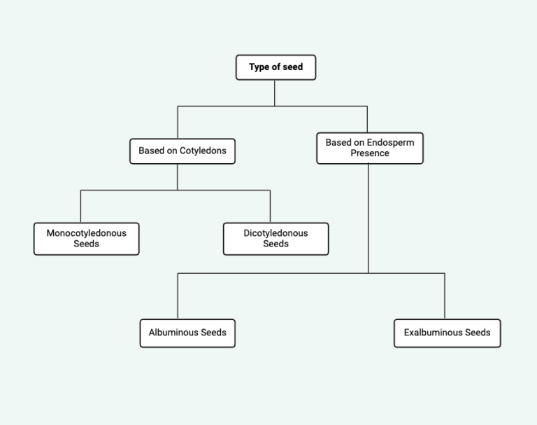 Seed - Structure, Types, Development, Germination, Dispersal - Biology ...