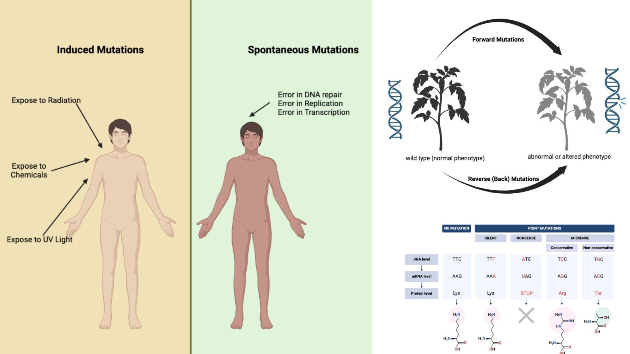 Polygenic Inheritance (Quantitative inheritance) - Characteristics, Mechanism, Examples ...
