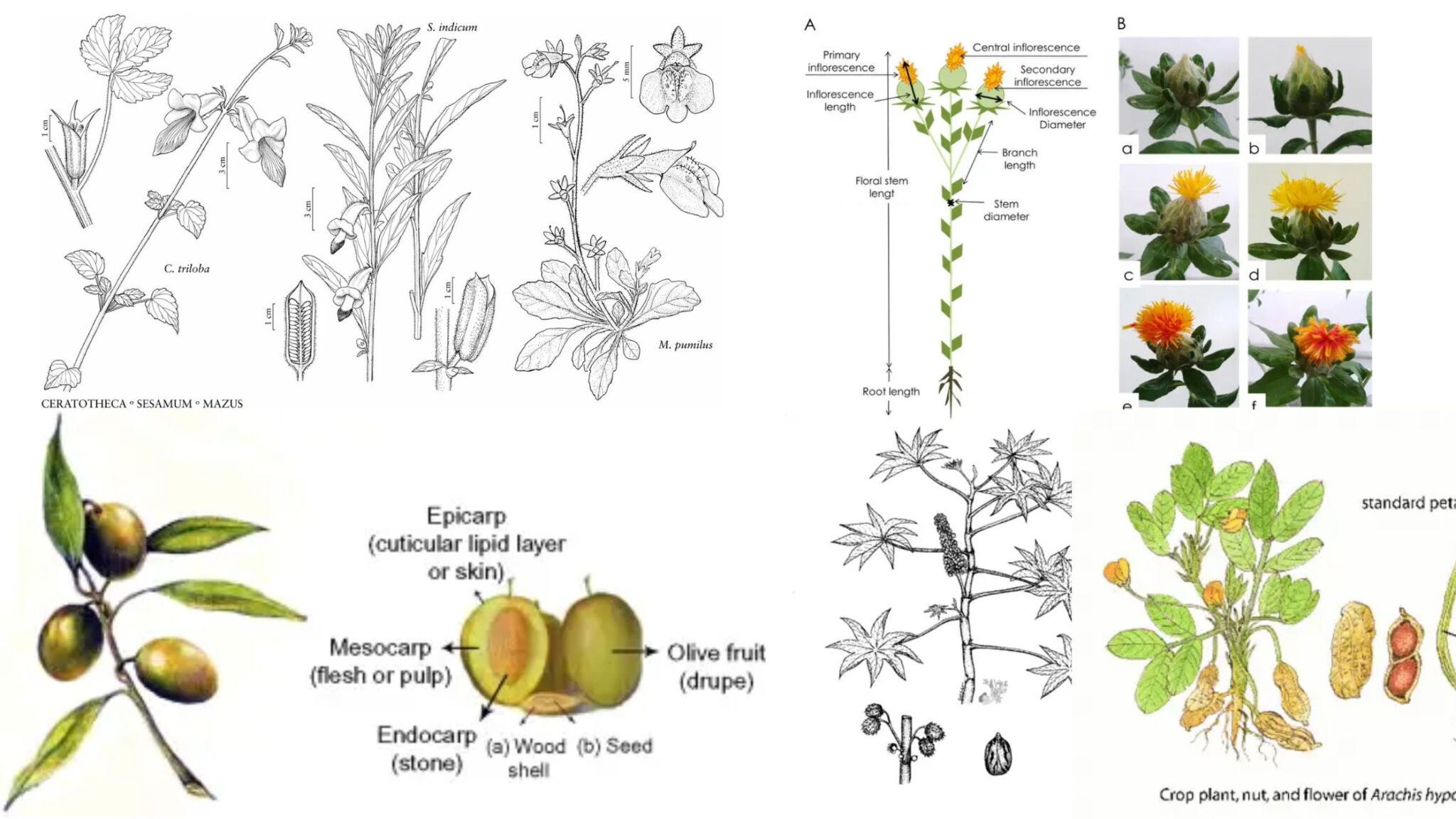 General descriptions of Spices With Definition, Examples, Importance ...