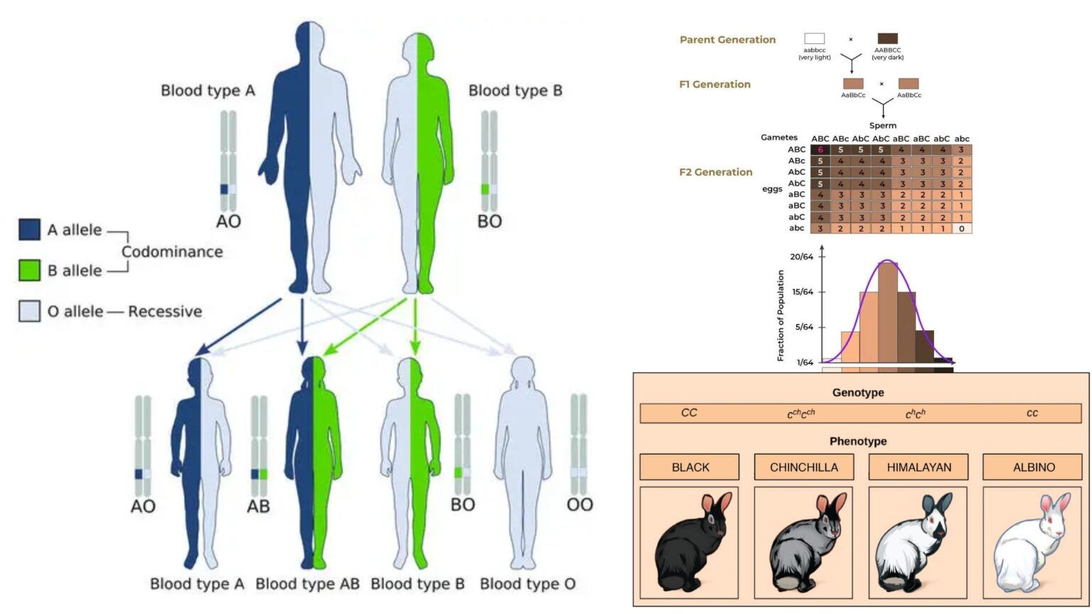 Rna Definition Structure Types Application Biology Notes Online