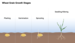 Seed - Structure, Types, Development, Germination, Dispersal - Biology ...