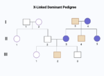 Pedigree Analysis - Types, Chart, Symbols, Methods, Examples - Biology ...