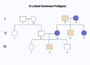 Pedigree Analysis - Types, Chart, Symbols, Methods, Examples - Biology ...