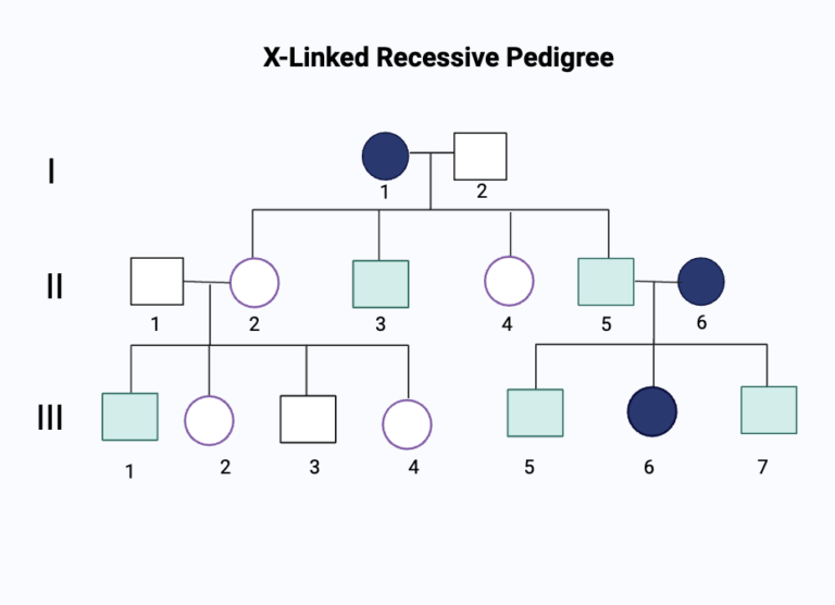 Pedigree Analysis - Types, Chart, Symbols, Methods, Examples - Biology ...