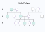 Pedigree Analysis - Types, Chart, Symbols, Methods, Examples - Biology ...