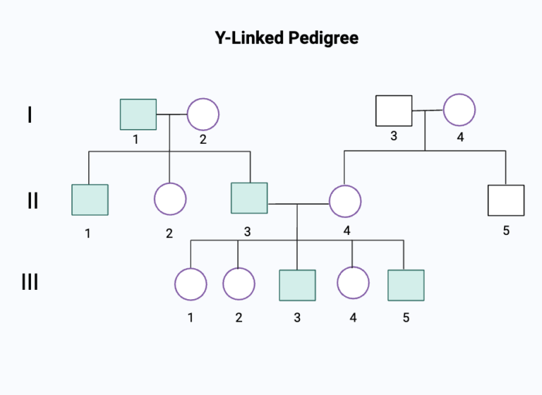 Pedigree Analysis - Types, Chart, Symbols, Methods, Examples - Biology ...