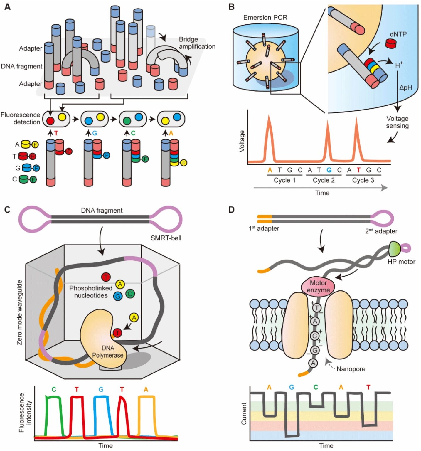 High Throughput Sequencing (HTS) - Principle, Steps, Applications ... High Throughput Sequencing (HTS) - Principle, Steps, Applications ...