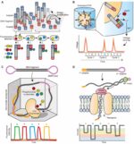 High Throughput Sequencing (HTS) - Principle, Steps, Applications ...