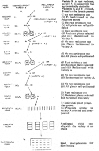 Backcross Method – Procedure, Applications, Advantages, Disadvantages ...