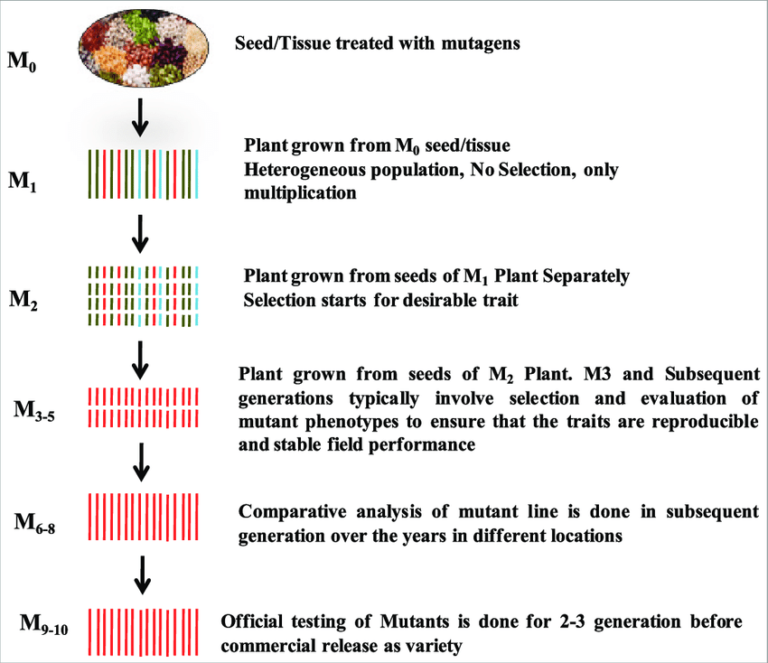 Mutation Breeding - Mutations in Crop Improvement - Biology Notes Online