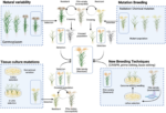 Mutation Breeding - Mutations in Crop Improvement - Biology Notes Online