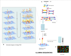 High Throughput Sequencing (HTS) - Principle, Steps, Applications ...