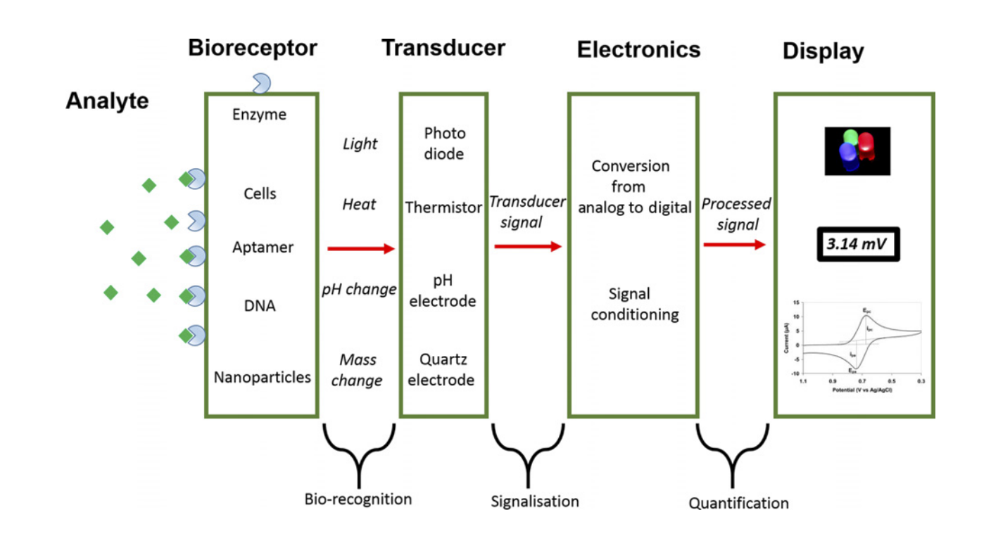 Biosensors - Principle, Types, Characteristics, Applications - Biology ...