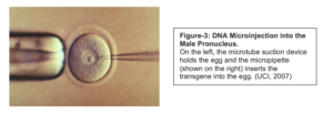 Transgenic Animal - Definition, Methods, Applications, Examples ...