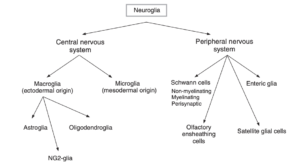 Neuroglia - Definition, Classification, Development, Functions ...