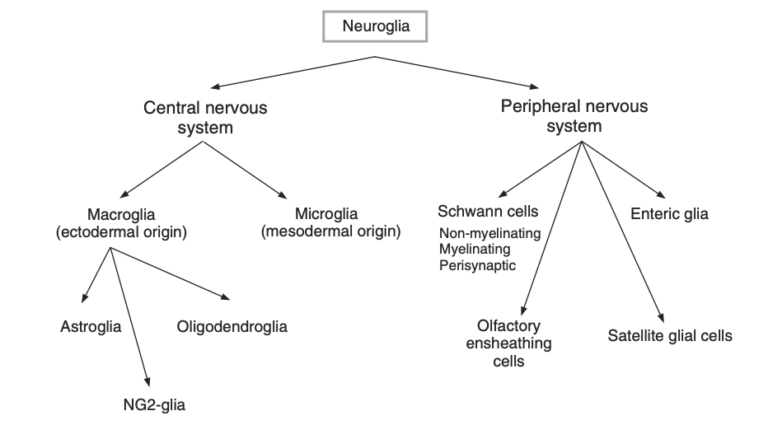 Neuroglia - Definition, Classification, Development, Functions ...