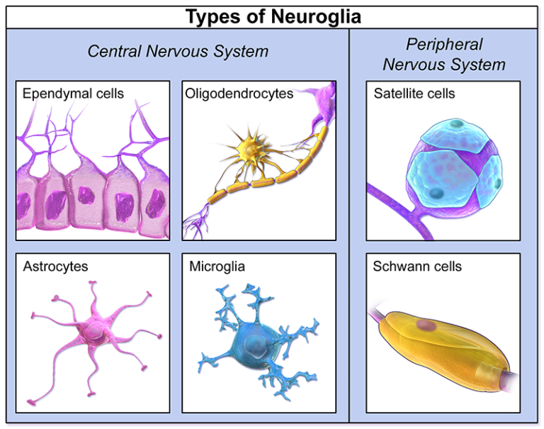 Neuroglia - Definition, Classification, Development, Functions ...