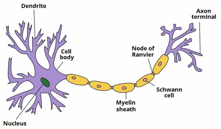 Axon - Definition, Structure, Types, Functions - Biology Notes Online