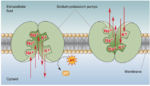 Neuronal Membrane - Components, Movement of ions, The Resting Potential ...