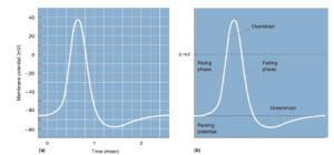 Action Potential - Definition, Properties, Generation, Mechanism ...