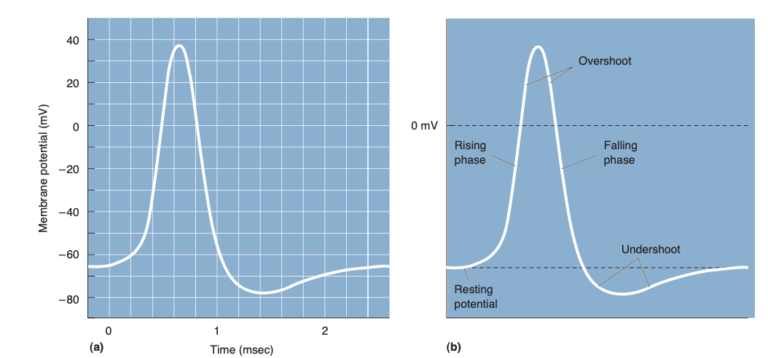 Action Potential - Definition, Properties, Generation, Mechanism ...