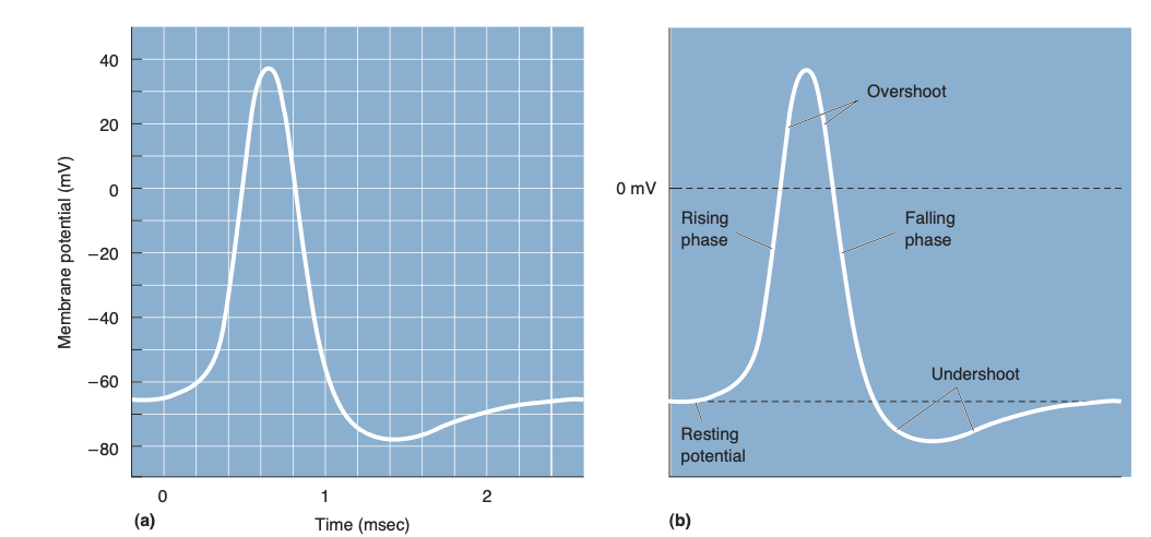 Action Potential 4 Steps
