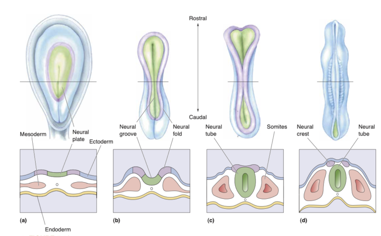 The Structure of the Nervous System - Gross Organization, Development ...