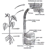 Transpiration - Types, Mechanism, Factors, Significance - Biology Notes ...