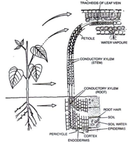 Transpiration - Types, Mechanism, Factors, Significance - Biology Notes ...
