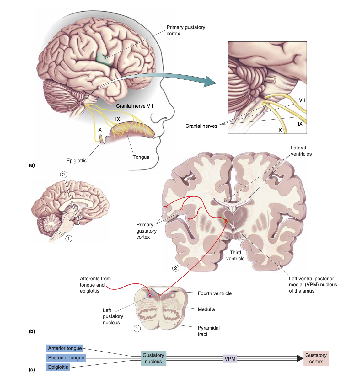 Taste - Organs, Receptor, Mechanisms, Central Taste Pathways, Neural ...