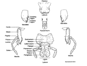 External Morphology of Insects - Head, Eyes, Antennae, Mouth parts ...