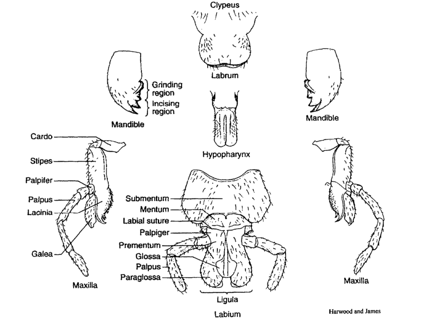 External Morphology of Insects - Head, Eyes, Antennae, Mouth parts ...