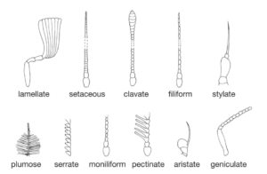 External Morphology of Insects - Head, Eyes, Antennae, Mouth parts ...