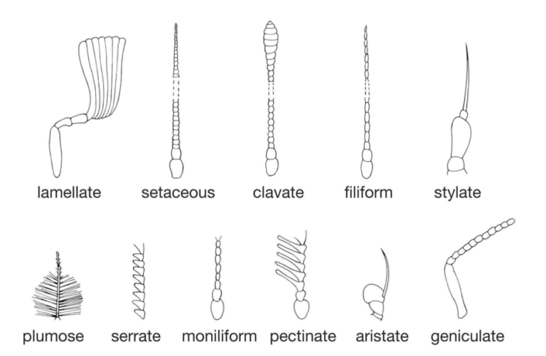 External Morphology of Insects - Head, Eyes, Antennae, Mouth parts ...