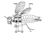 External Morphology of Insects - Head, Eyes, Antennae, Mouth parts ...