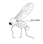 External Morphology of Insects - Head, Eyes, Antennae, Mouth parts ...