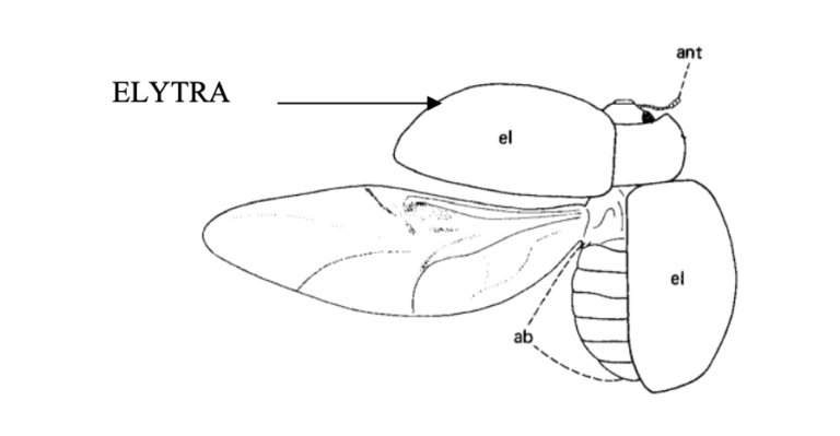 External Morphology of Insects - Head, Eyes, Antennae, Mouth parts ...
