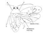External Morphology of Insects - Head, Eyes, Antennae, Mouth parts ...