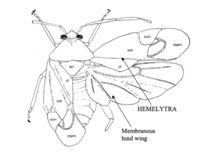 External Morphology of Insects - Head, Eyes, Antennae, Mouth parts ...