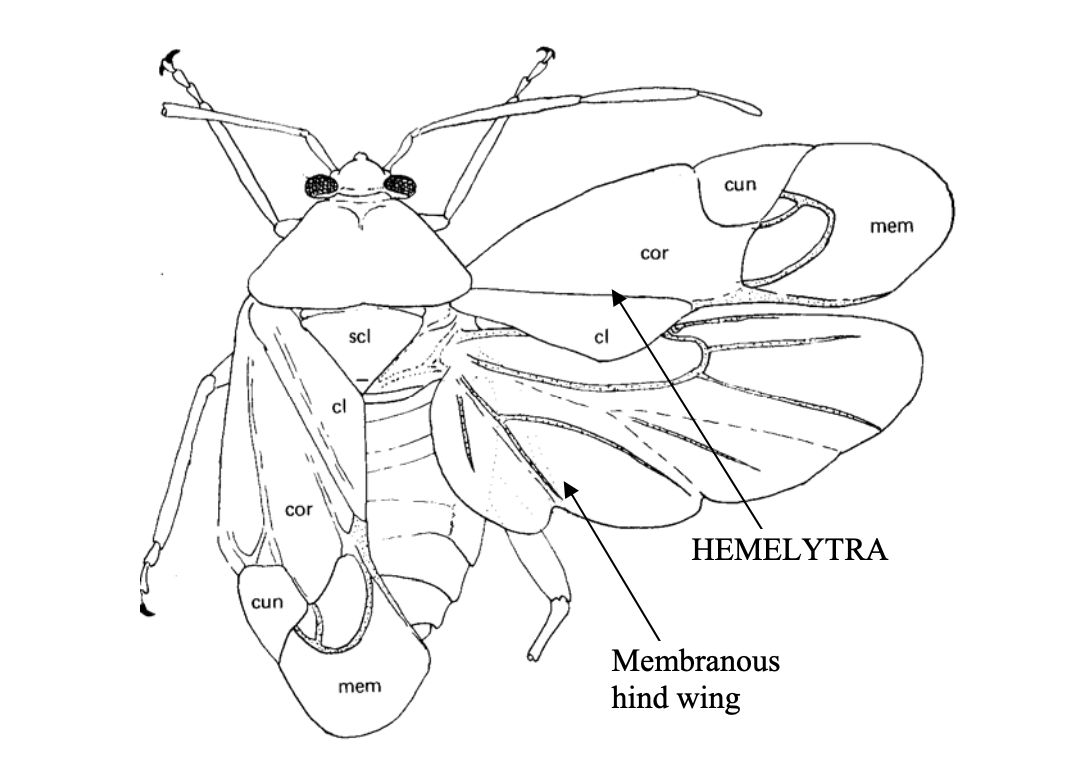 External Morphology of Insects - Head, Eyes, Antennae, Mouth parts ...