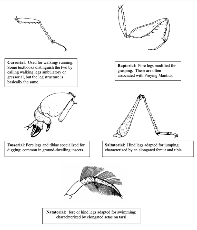 External Morphology of Insects - Head, Eyes, Antennae, Mouth parts ...