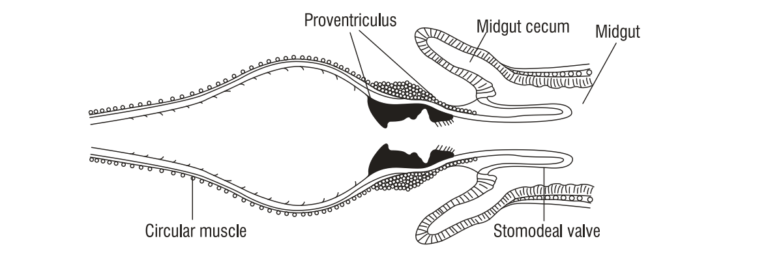 Digestive System of insects - Structure, functions - Biology Notes Online
